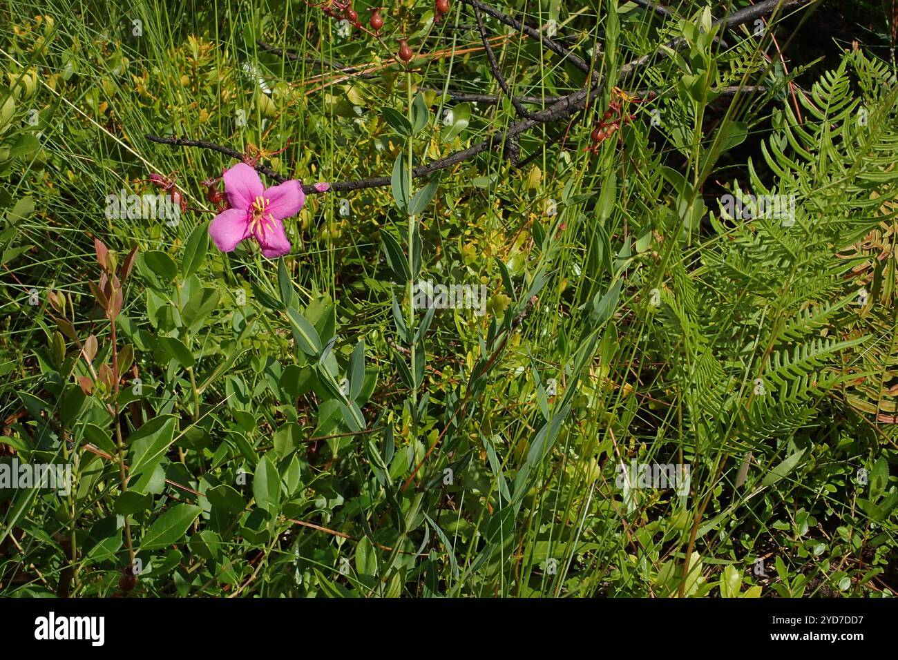 Savannah meadowbeauty (Rhexia alifanus Stock Photo - Alamy