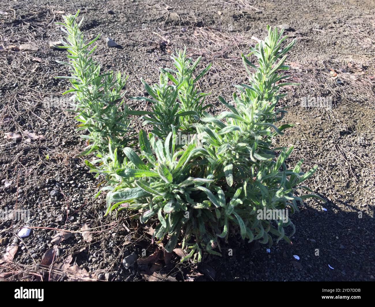 Stinkwort (Dittrichia graveolens Stock Photo - Alamy