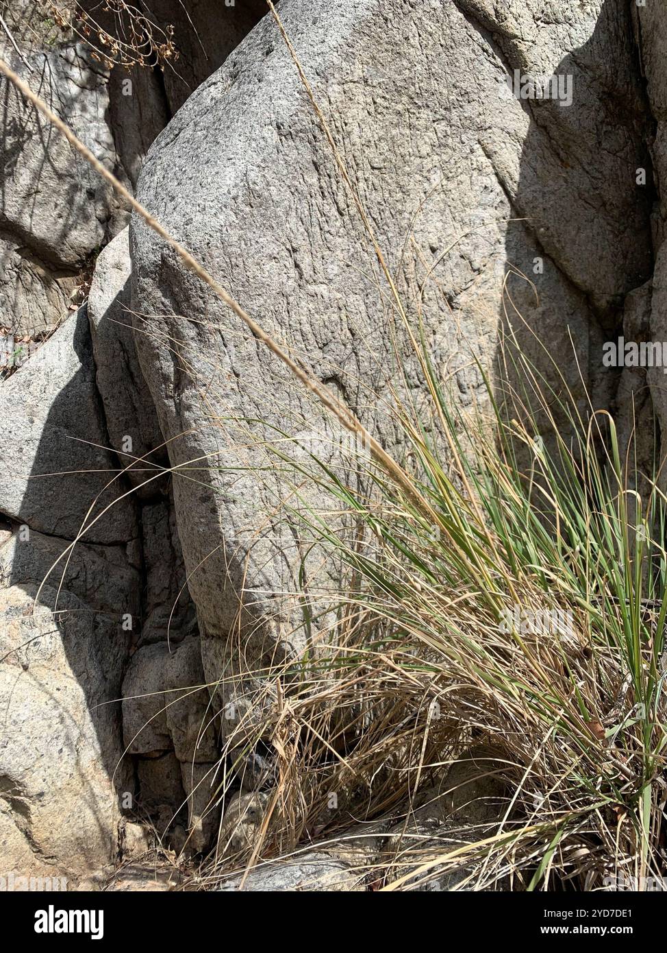 deergrass (Muhlenbergia rigens Stock Photo - Alamy