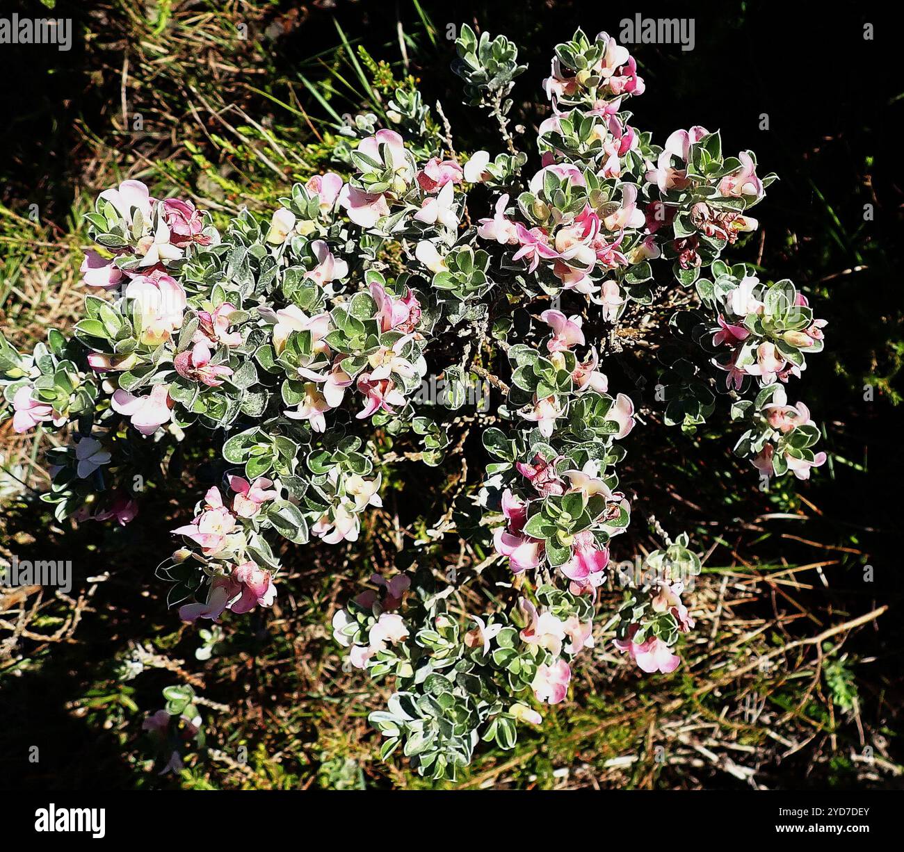 Myrtle Capesweetpea (Podalyria myrtillifolia Stock Photo - Alamy