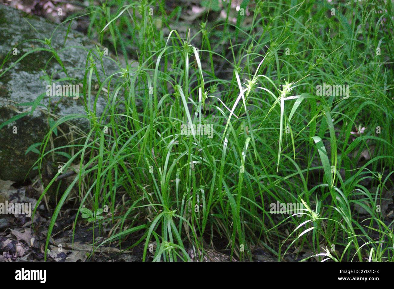 bladder sedge (Carex intumescens Stock Photo - Alamy