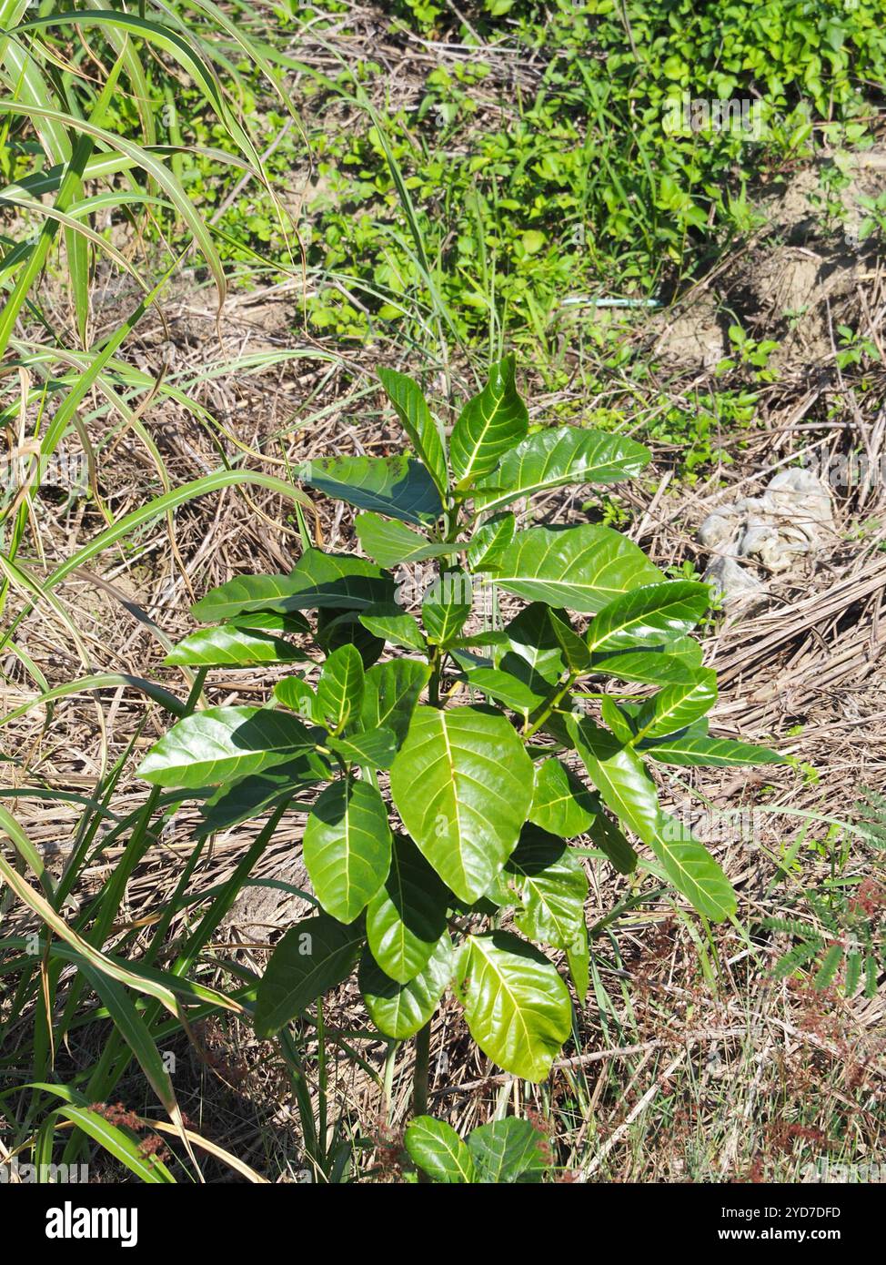 Hauili fig tree (Ficus septica Stock Photo - Alamy