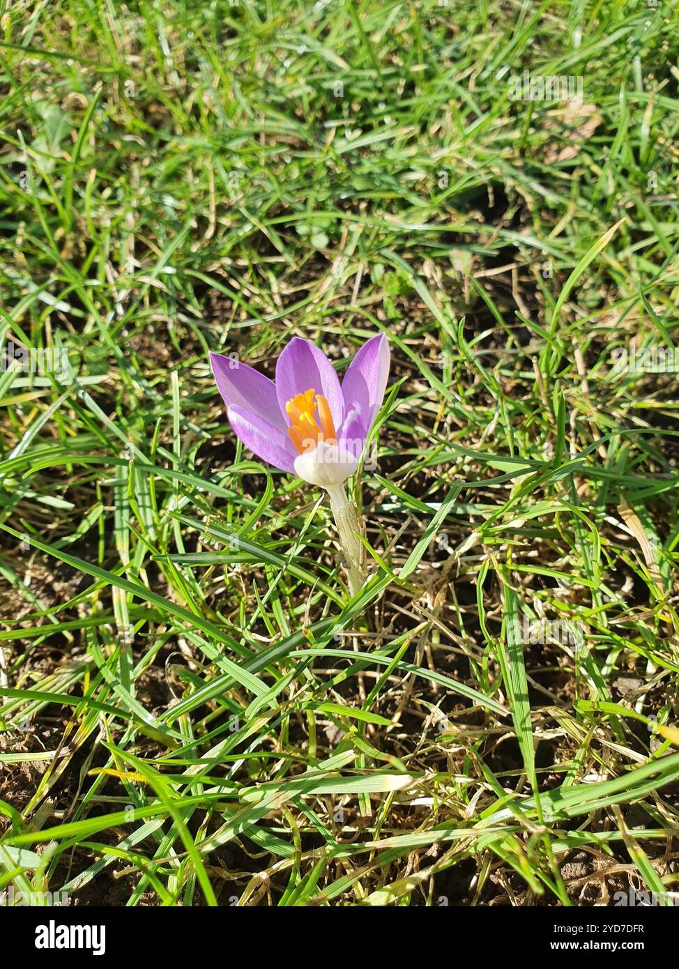 Woodland crocus (Crocus tommasinianus Stock Photo - Alamy