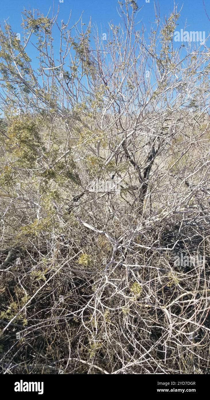 Catclaw Acacia (Senegalia greggii Stock Photo - Alamy