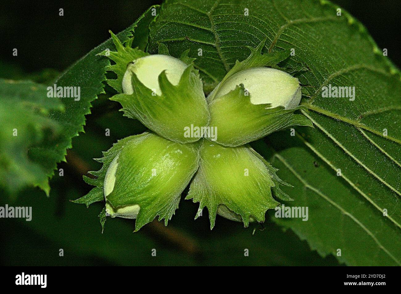 common hazel (Corylus avellana Stock Photo - Alamy