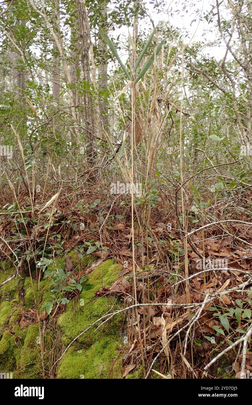 switch cane (Arundinaria tecta Stock Photo - Alamy