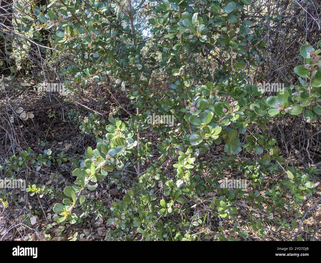 Buckbrush (Ceanothus cuneatus Stock Photo - Alamy