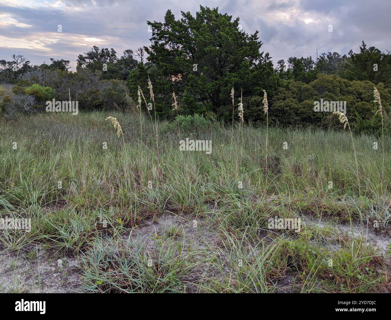 sea oats (Uniola paniculata Stock Photo - Alamy