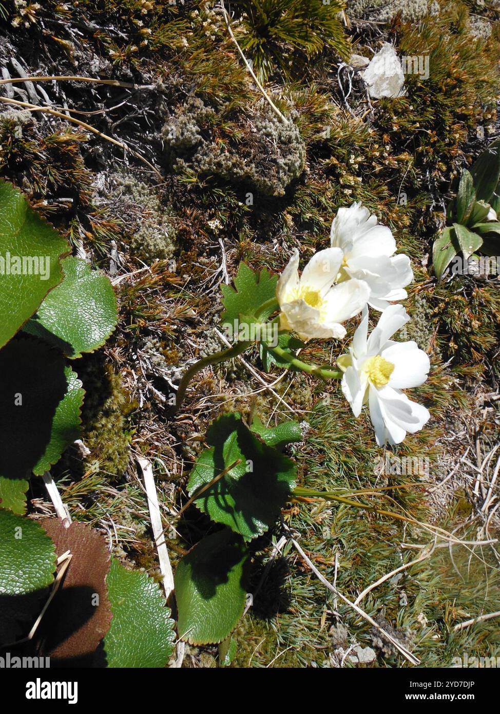 Mount Cook lily (Ranunculus lyallii Stock Photo - Alamy
