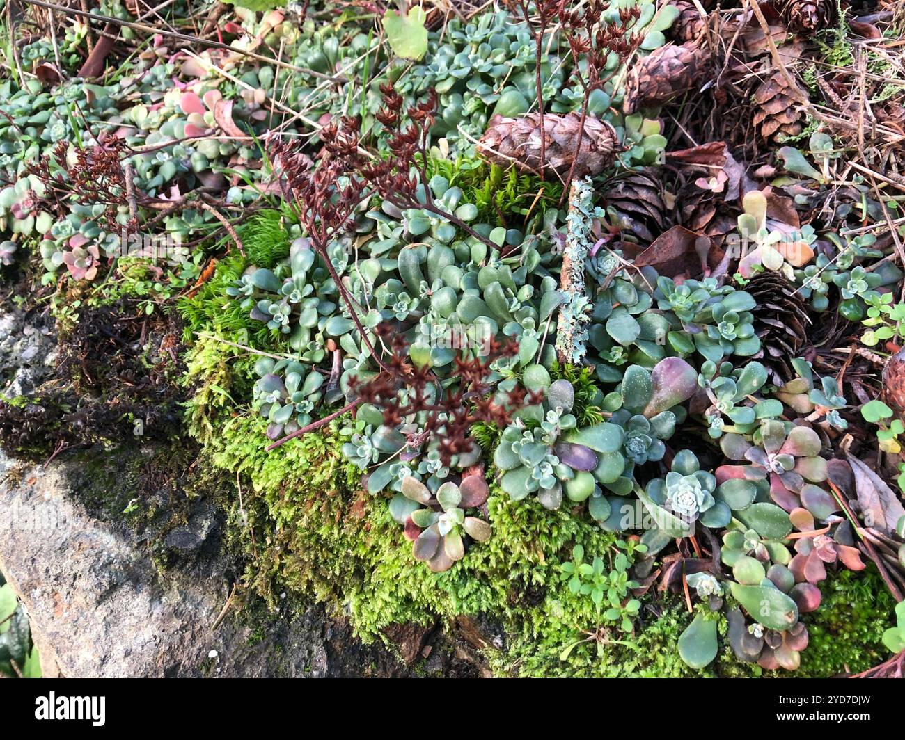 Broad-leaved Stonecrop (Sedum spathulifolium Stock Photo - Alamy