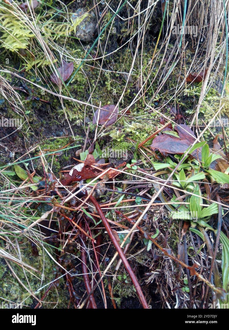 Bird's-Claw Beard-Moss (Barbula unguiculata Stock Photo - Alamy