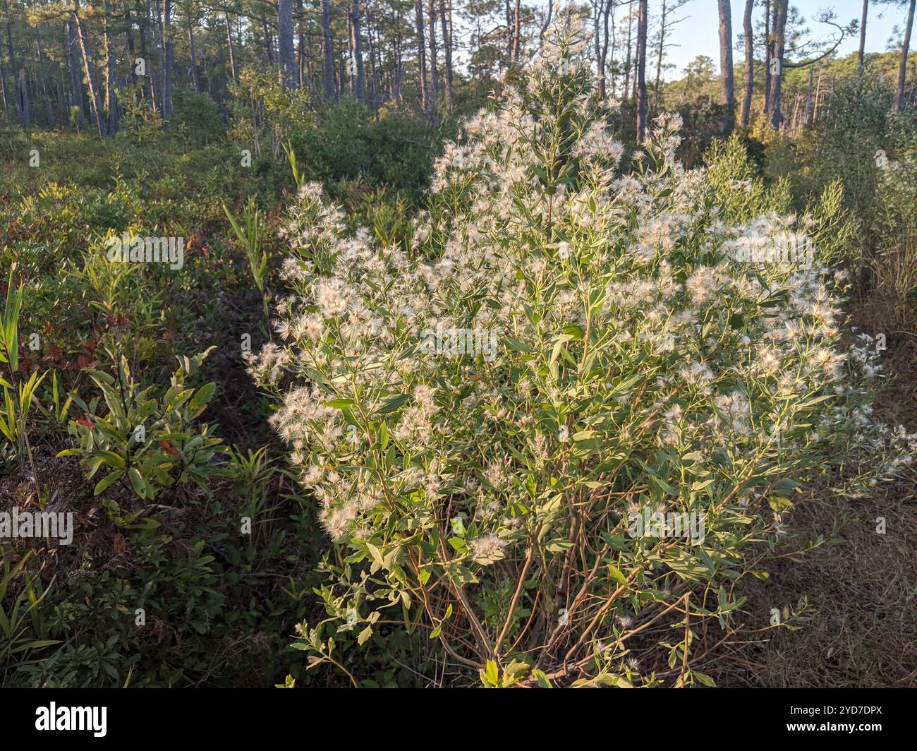 groundsel tree (Baccharis halimifolia Stock Photo - Alamy