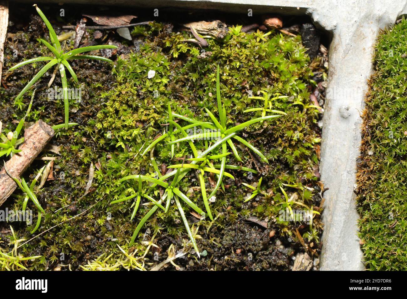 Procumbent Pearlwort (Sagina procumbens Stock Photo - Alamy