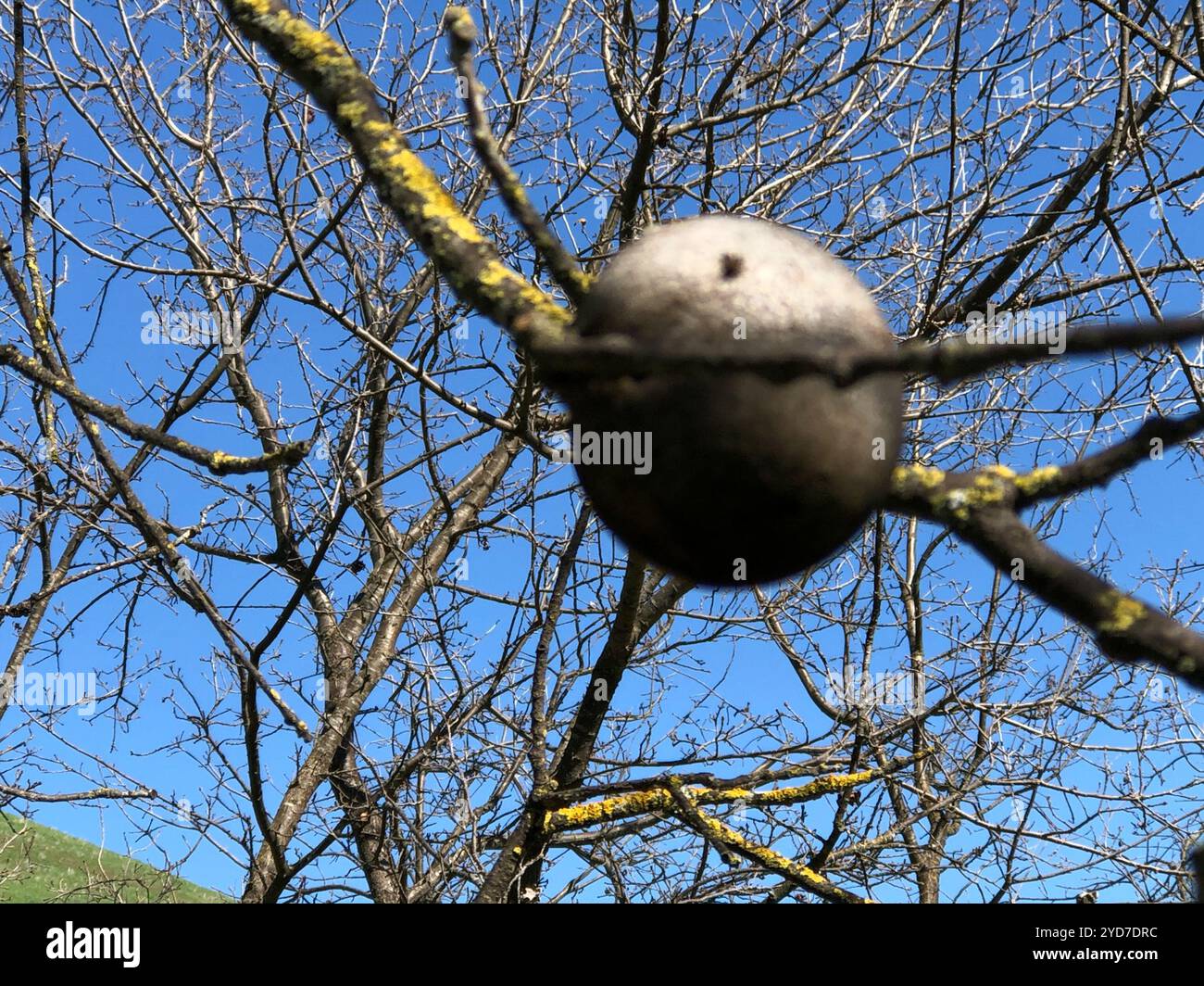 California Gall Wasp (Andricus quercuscalifornicus Stock Photo - Alamy