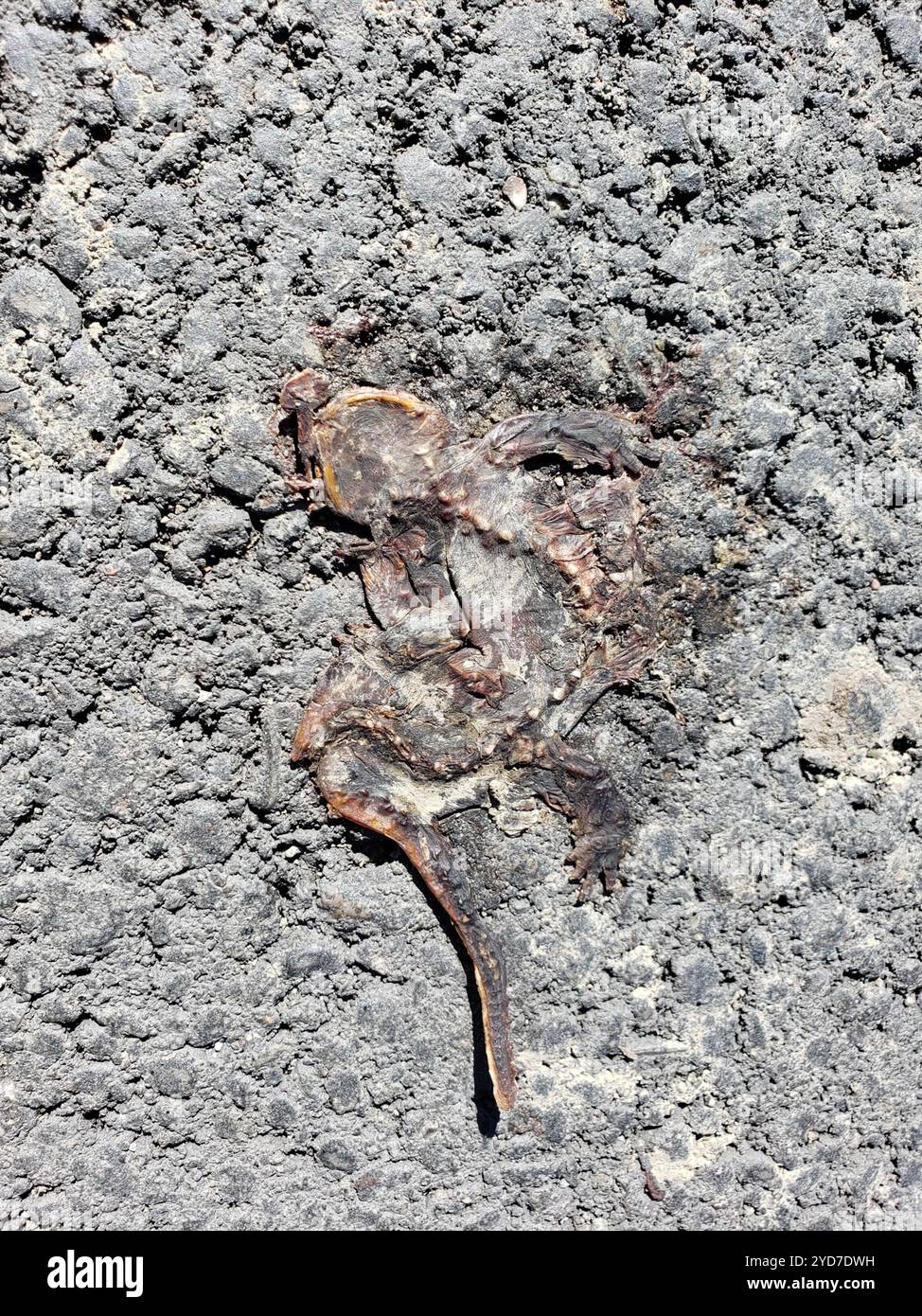 Pacific Newts (Taricha Stock Photo - Alamy