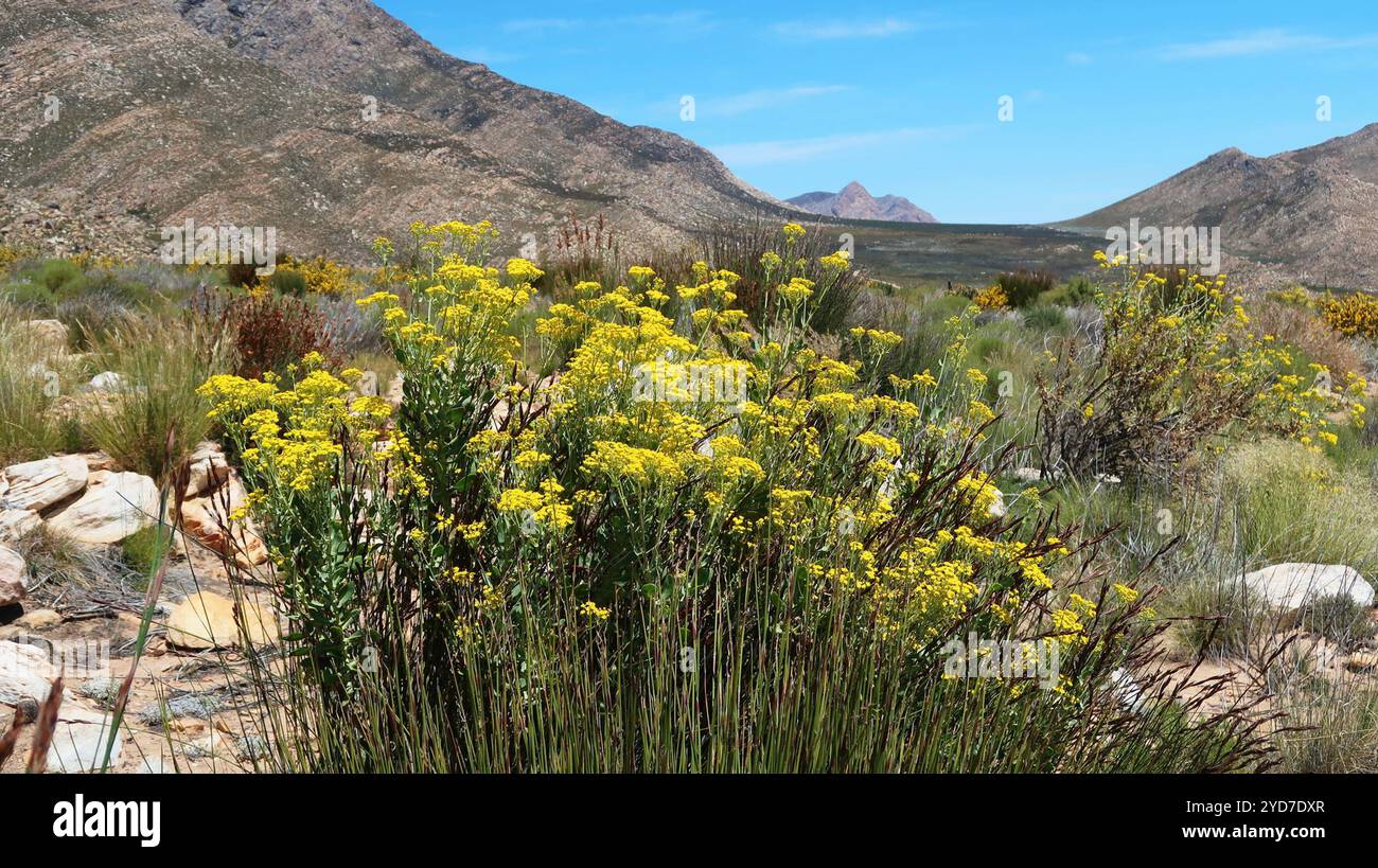 Poorflower Babooncabbage (Othonna parviflora Stock Photo - Alamy