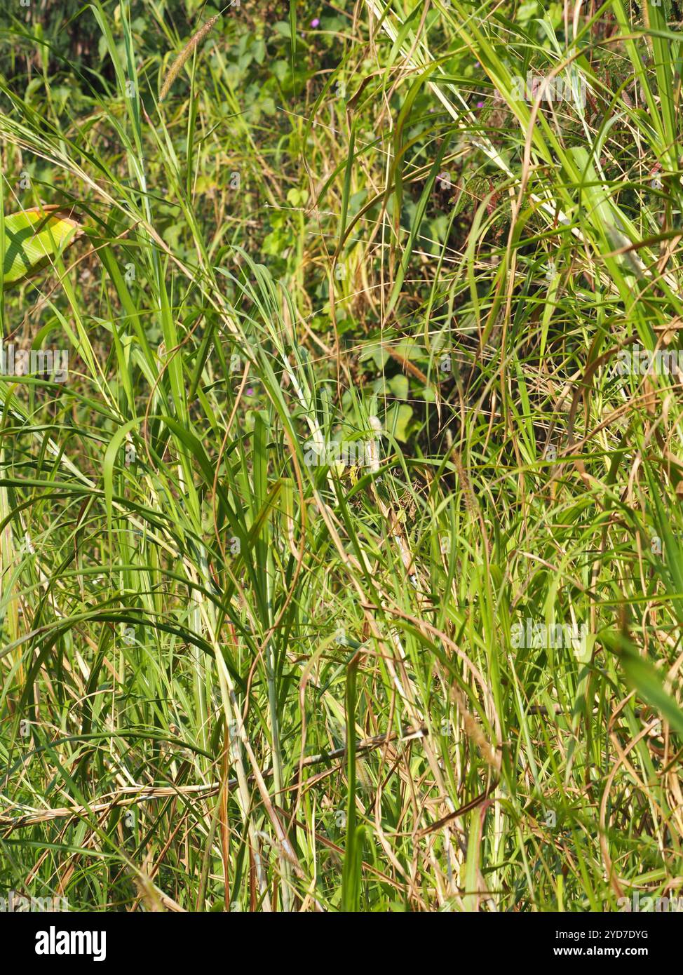 napier grass (Cenchrus purpureus Stock Photo - Alamy
