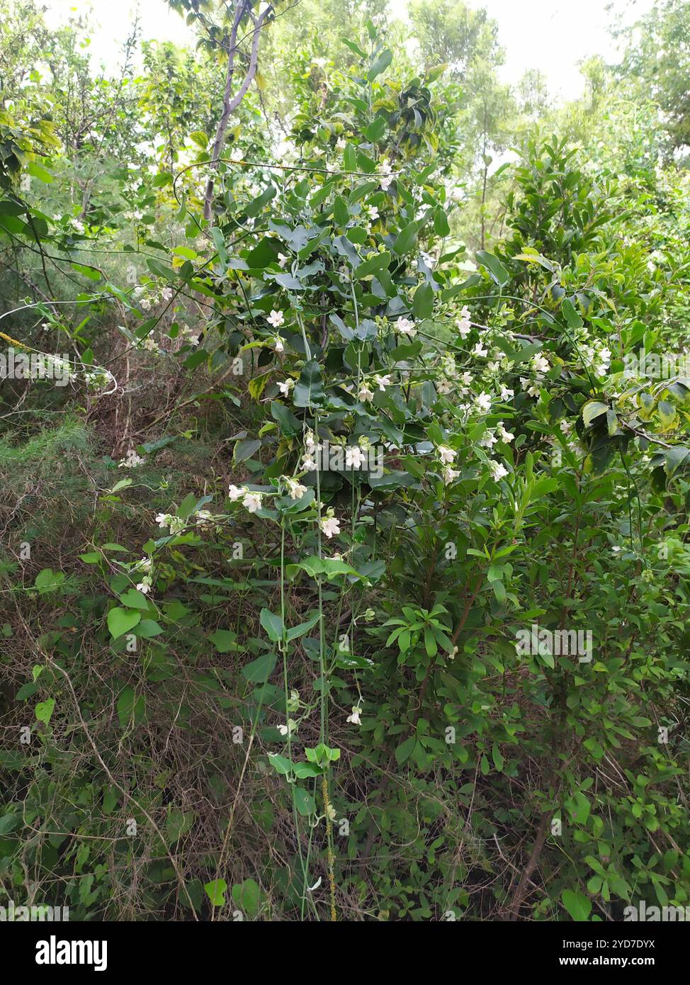 Moth Vine (Araujia sericifera Stock Photo - Alamy