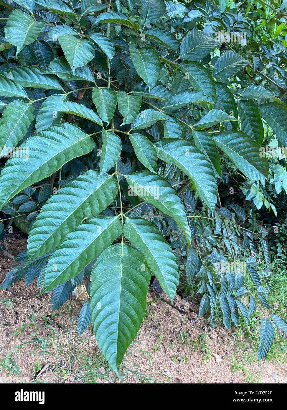 Bandicoot berry (Leea nova-guineensis Stock Photo - Alamy