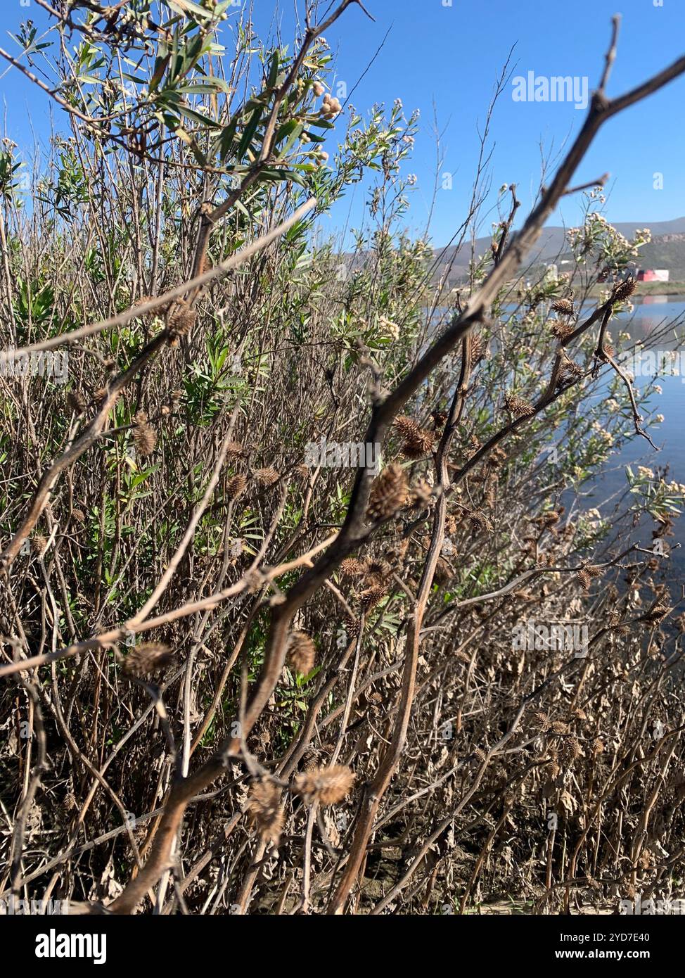 mule fat (Baccharis salicifolia Stock Photo - Alamy