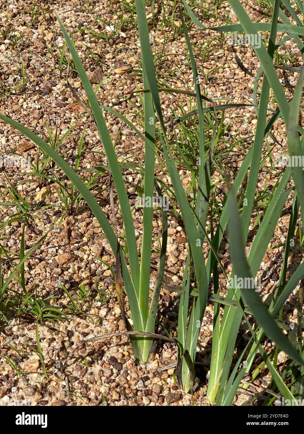 scarlet bloodroot (Haemodorum coccineum Stock Photo - Alamy