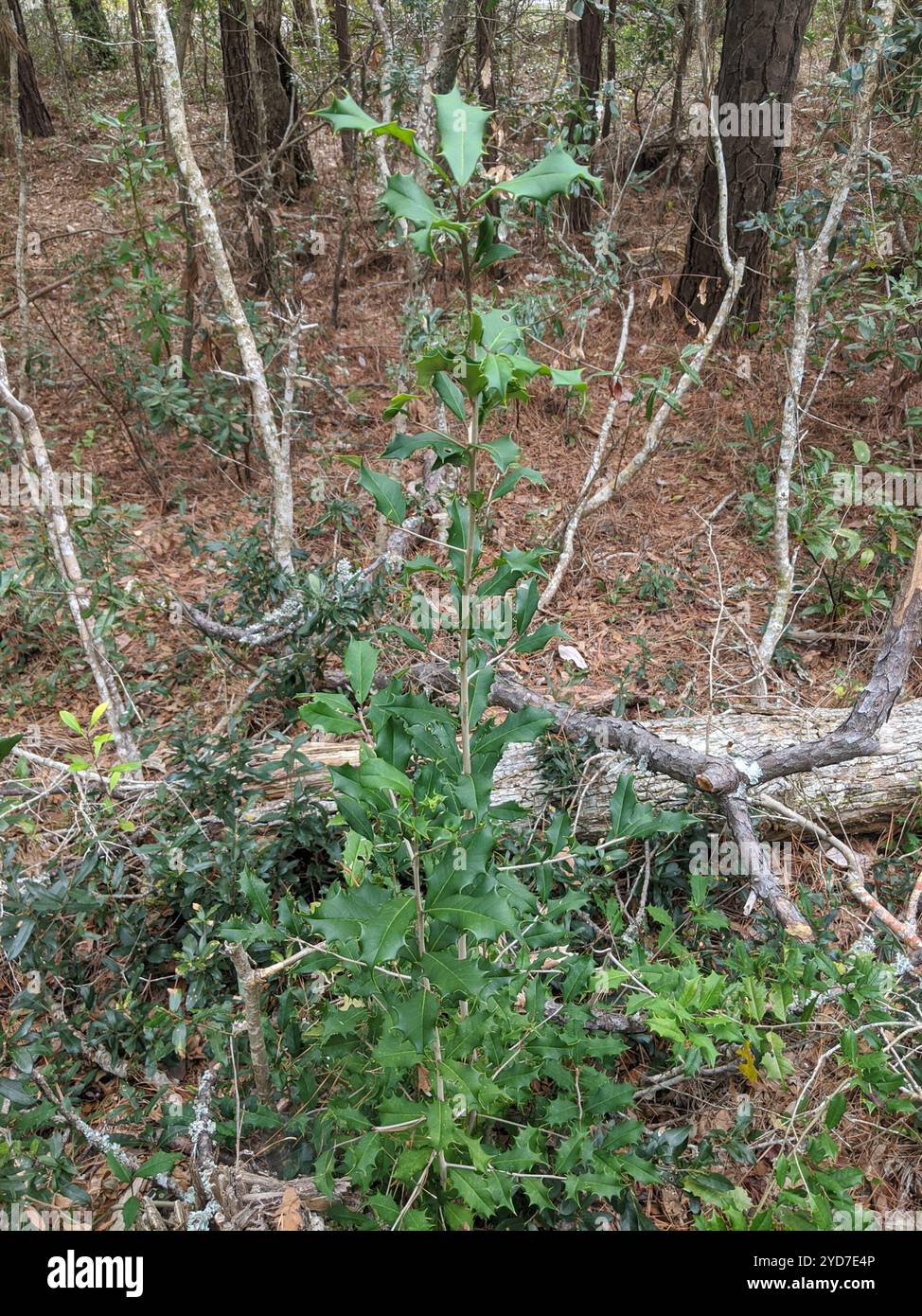 American holly (Ilex opaca Stock Photo - Alamy