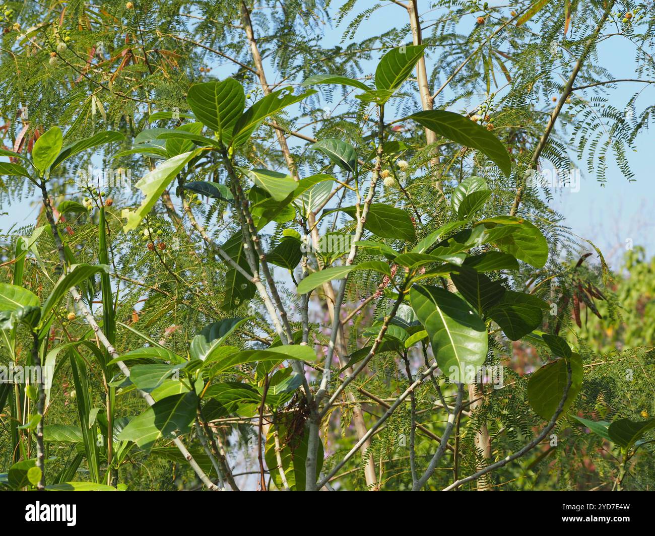 Hauili fig tree (Ficus septica Stock Photo - Alamy