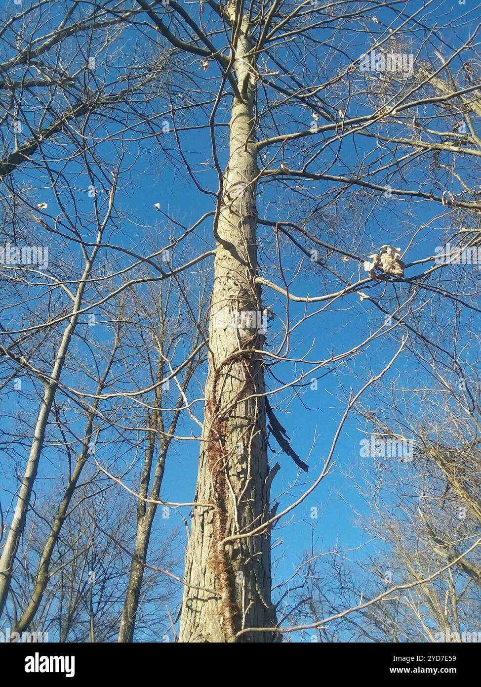 shagbark hickory (Carya ovata Stock Photo - Alamy