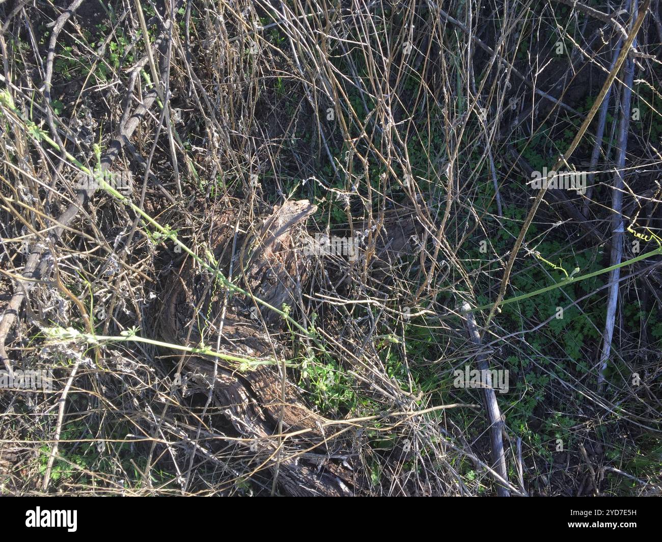 California manroot (Marah fabacea Stock Photo - Alamy