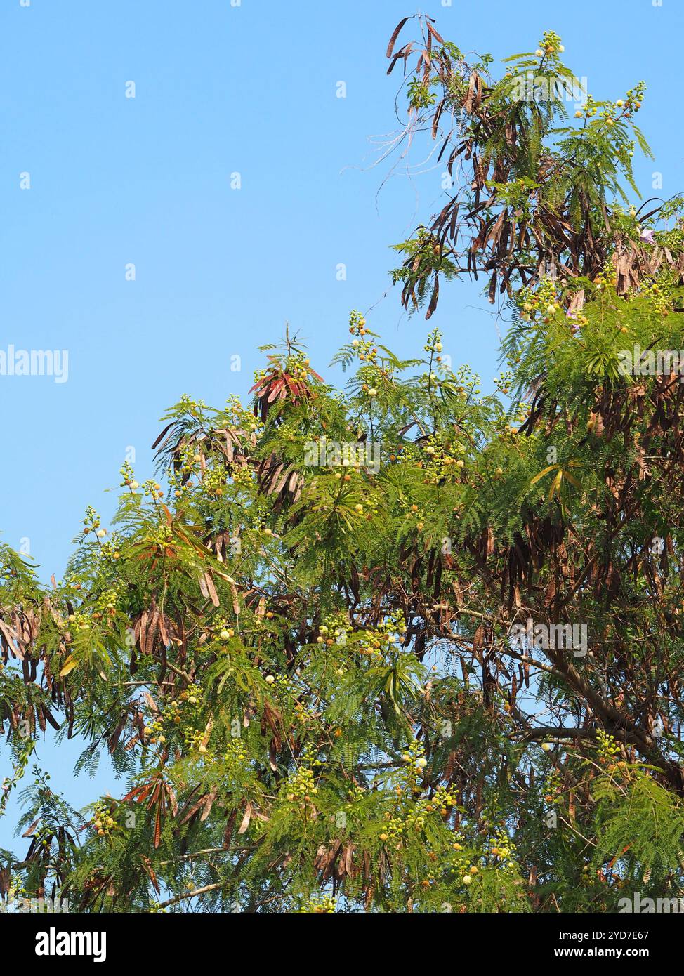 White leadtree (Leucaena leucocephala Stock Photo - Alamy
