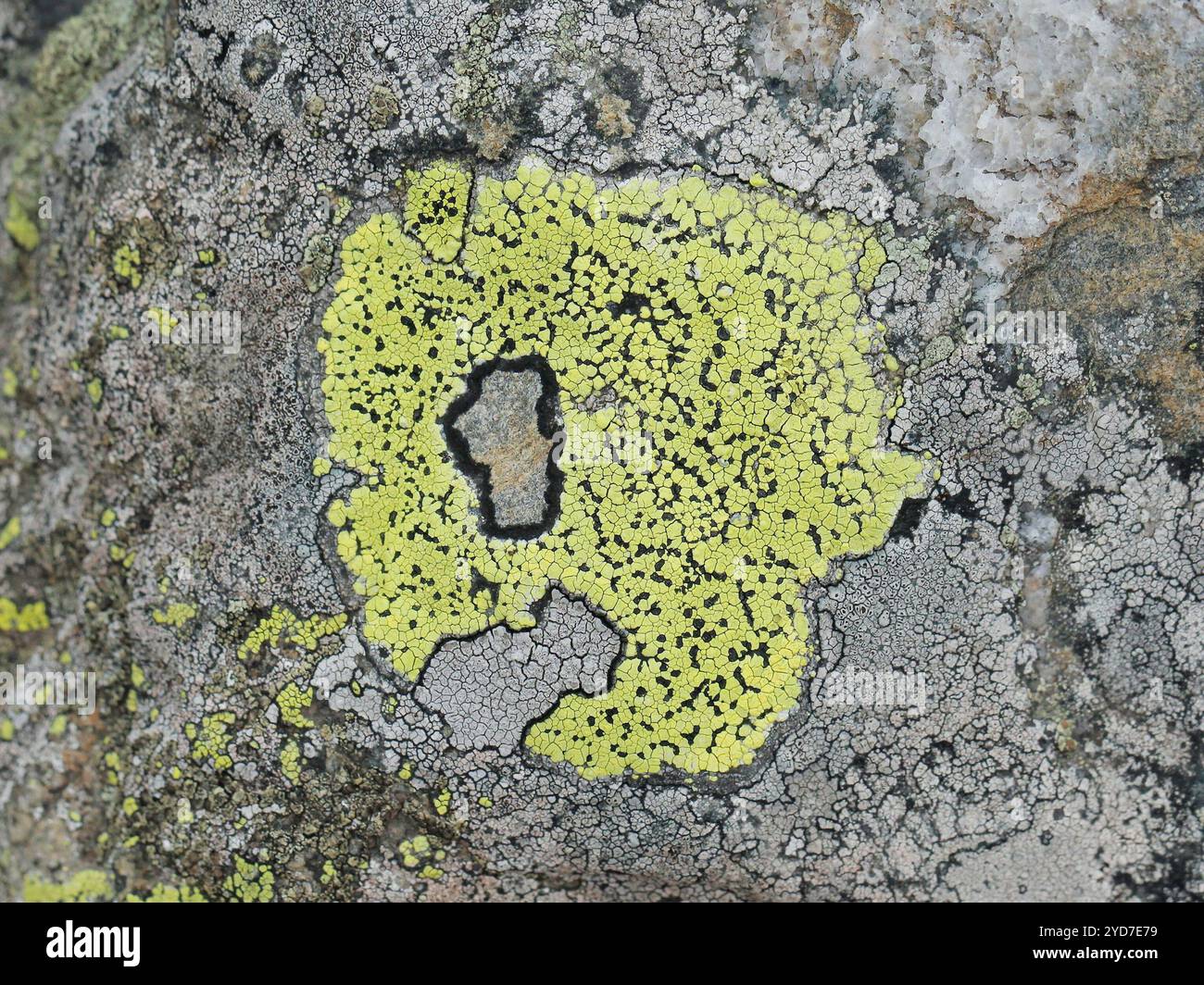 yellow map lichen (Rhizocarpon geographicum Stock Photo - Alamy