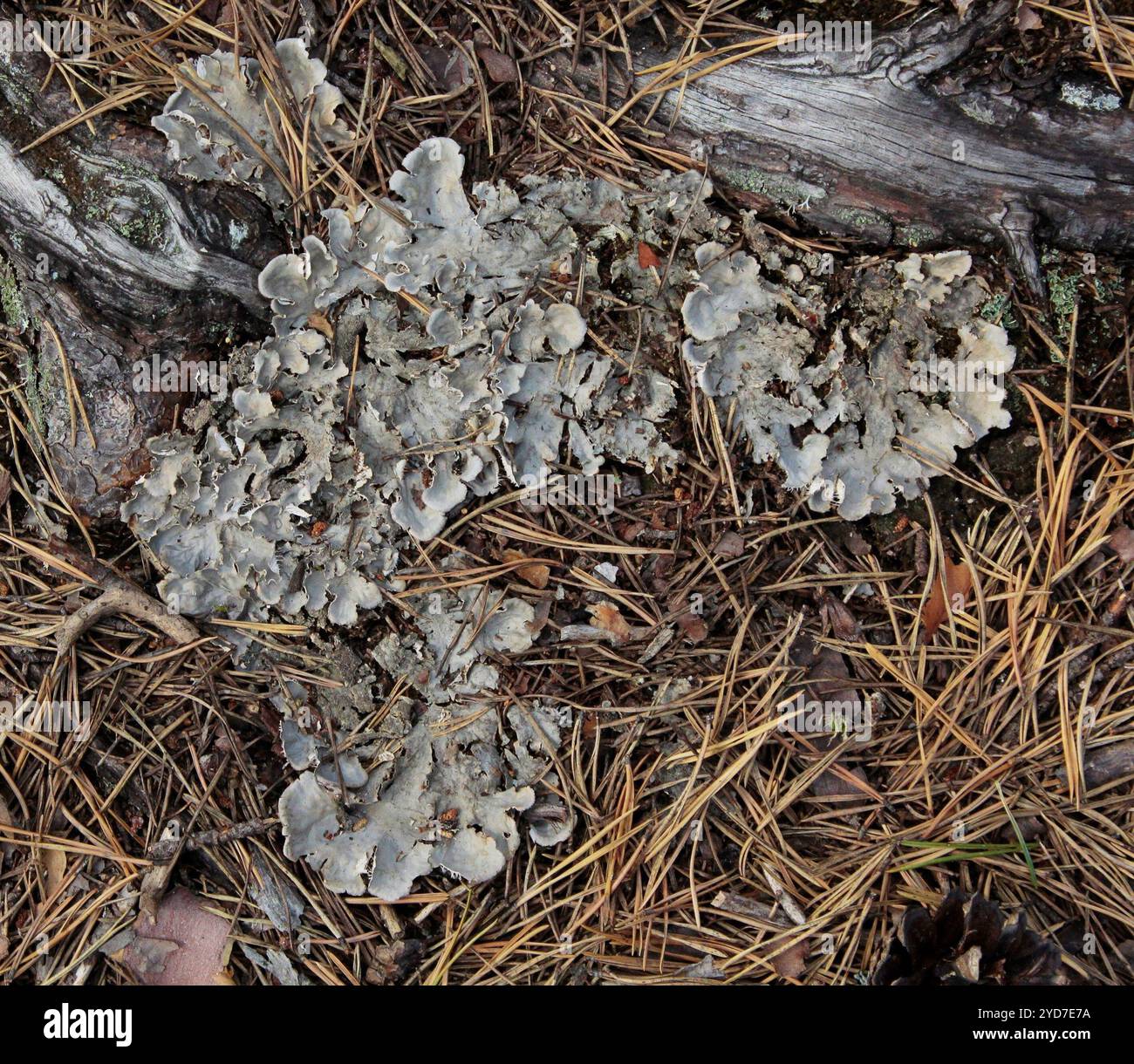 dog pelt lichen (Peltigera canina Stock Photo - Alamy