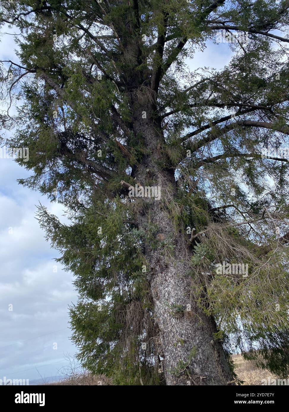 Sitka spruce (Picea sitchensis Stock Photo - Alamy
