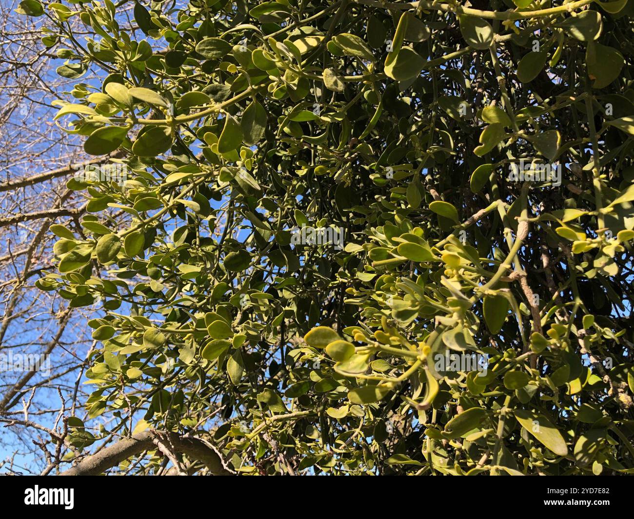 oak mistletoe (Phoradendron villosum Stock Photo - Alamy