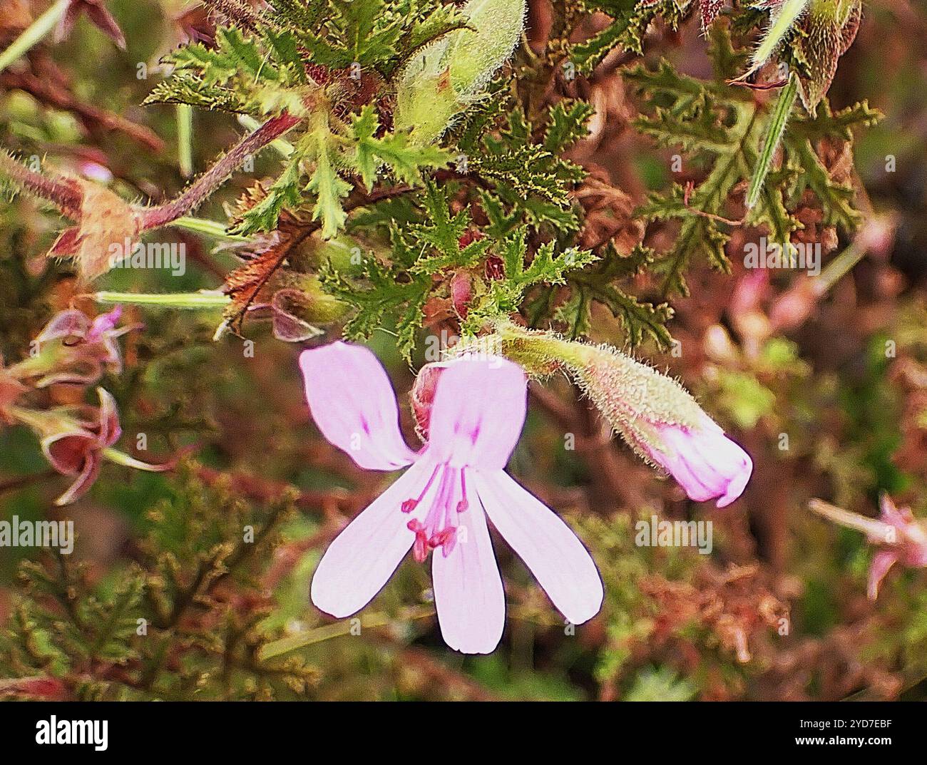 oak-leaved geranium (Pelargonium quercifolium Stock Photo - Alamy