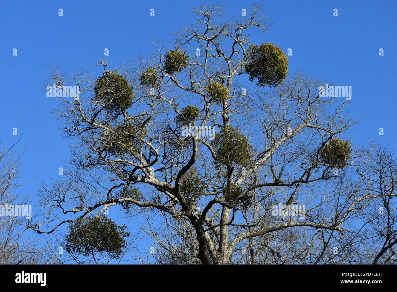 American Mistletoe (Phoradendron leucarpum Stock Photo - Alamy