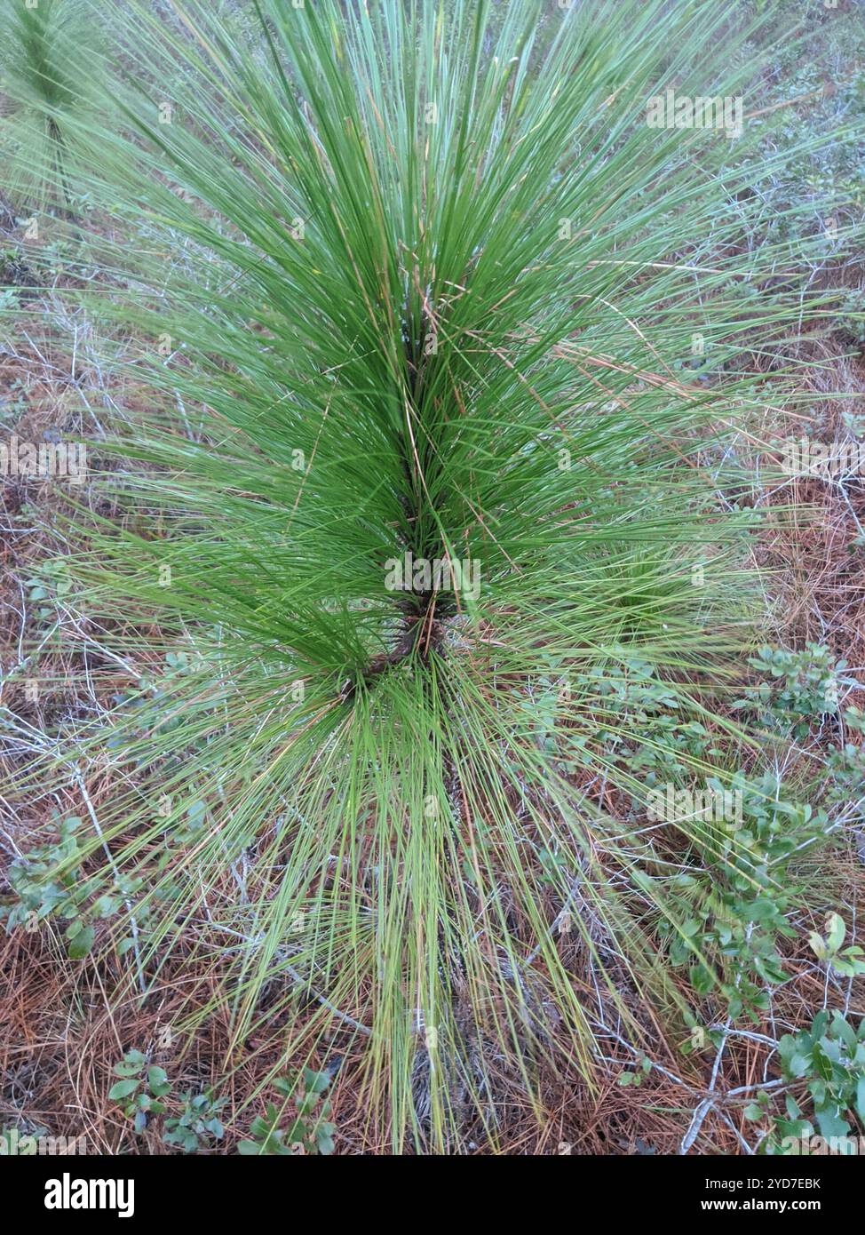 longleaf pine (Pinus palustris Stock Photo - Alamy