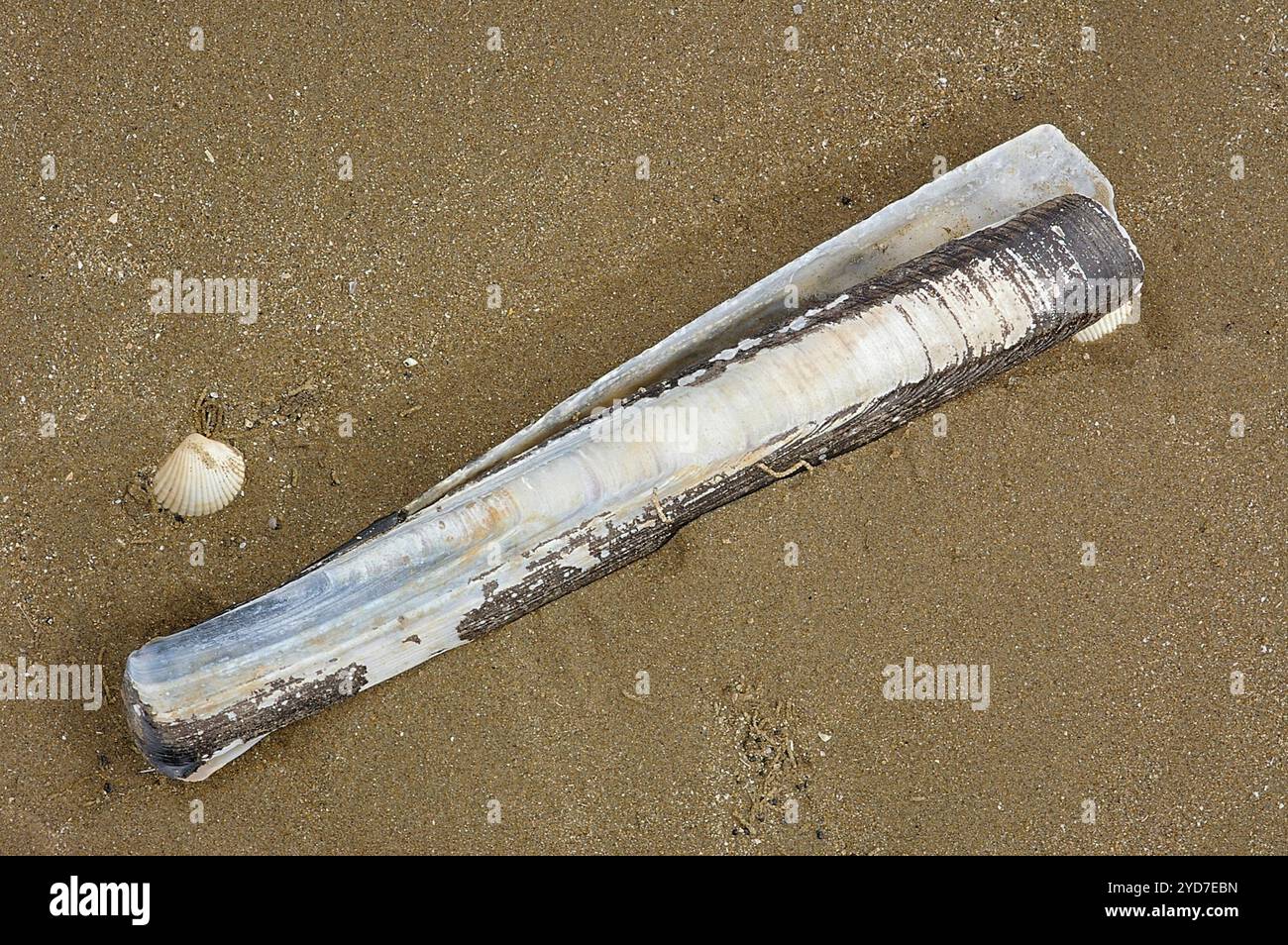 Pod Razor (Ensis siliqua Stock Photo - Alamy