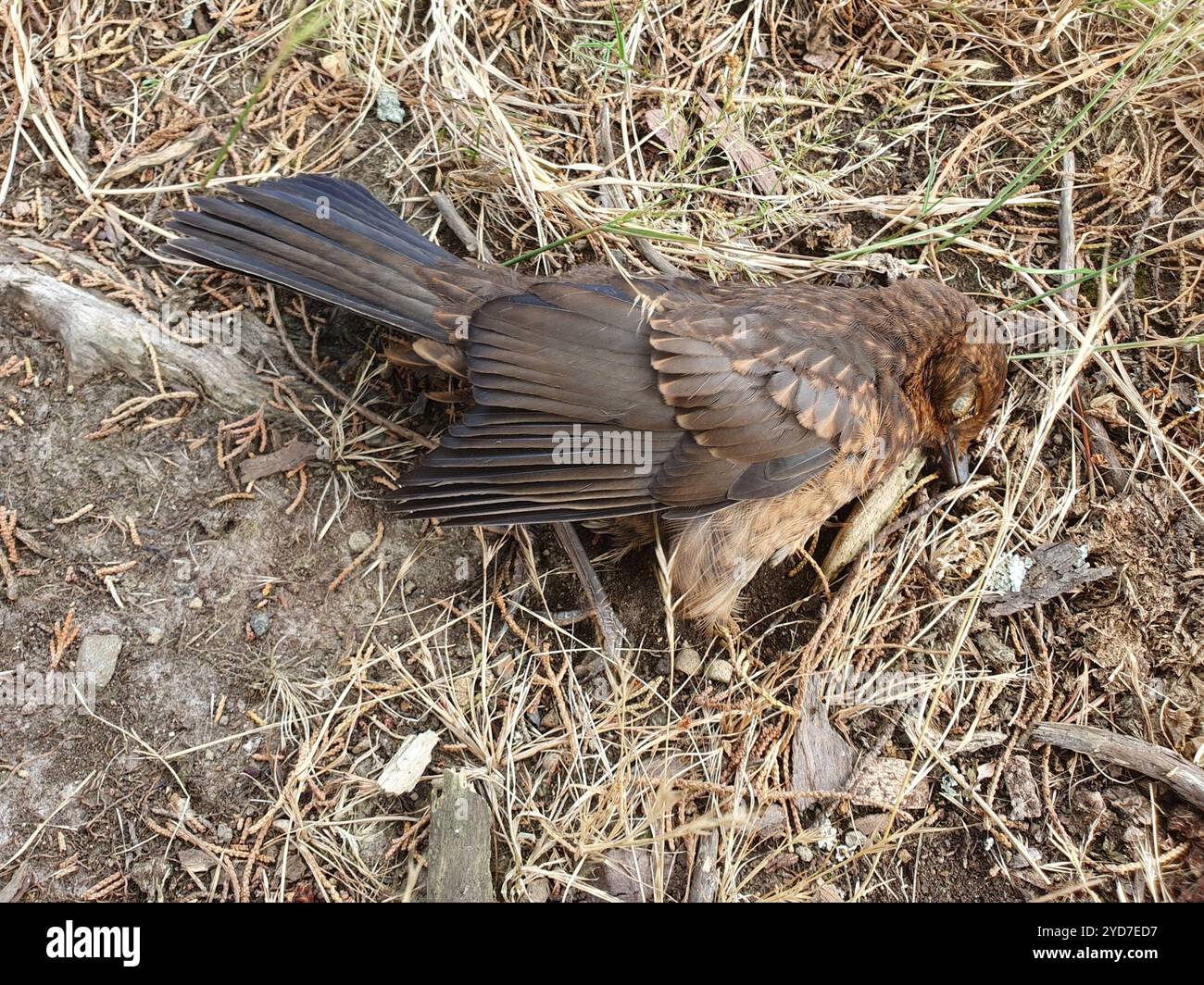 Western European Blackbird (Turdus merula merula Stock Photo - Alamy
