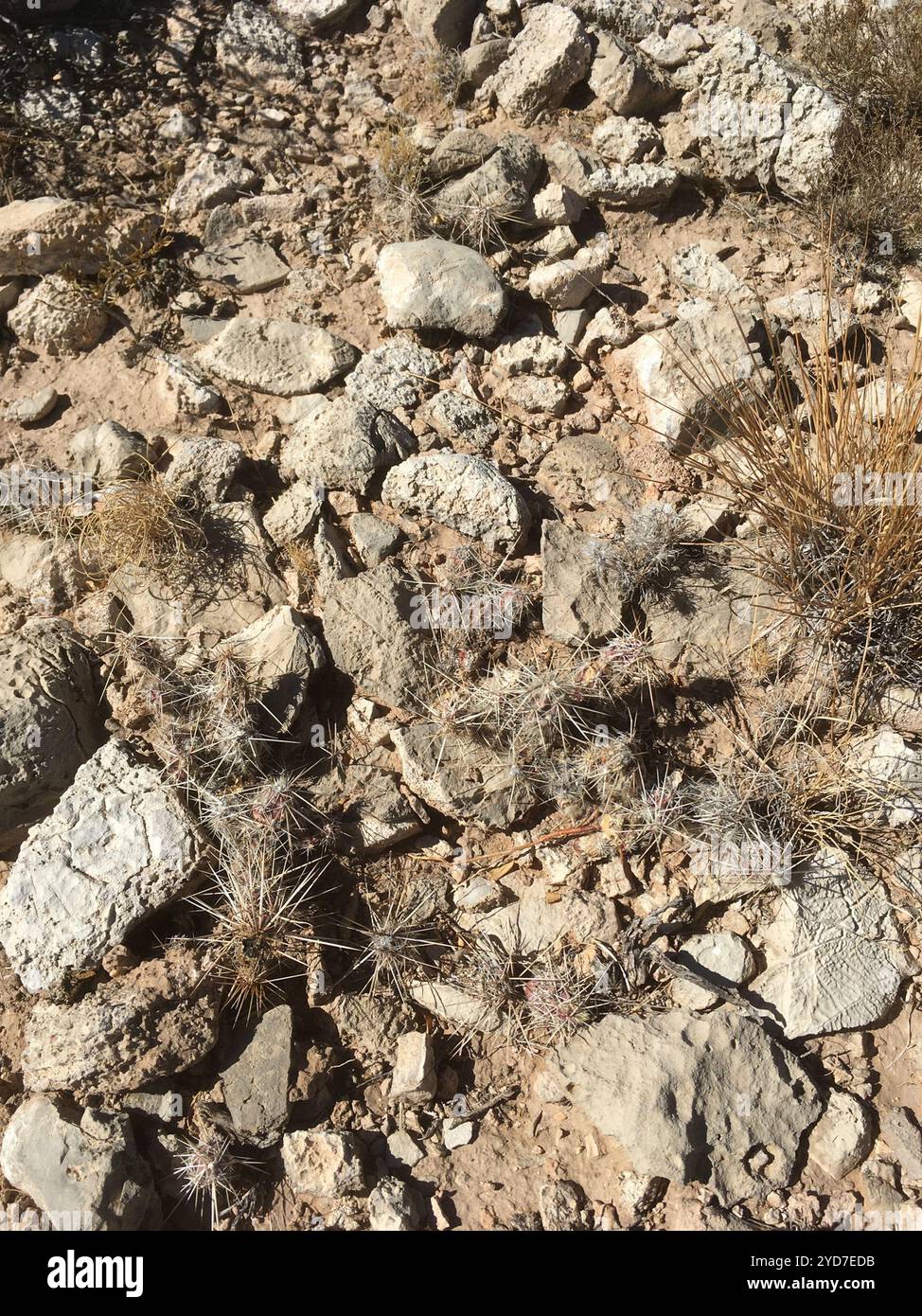 Graham's Club-cholla (Grusonia grahamii Stock Photo - Alamy