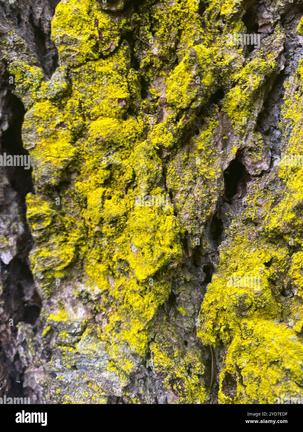 gold dust lichen (Chrysothrix candelaris Stock Photo - Alamy