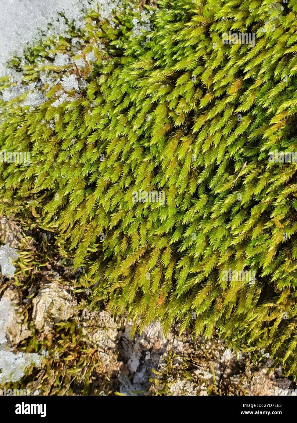 squirrel-tail moss (Leucodon sciuroides Stock Photo - Alamy