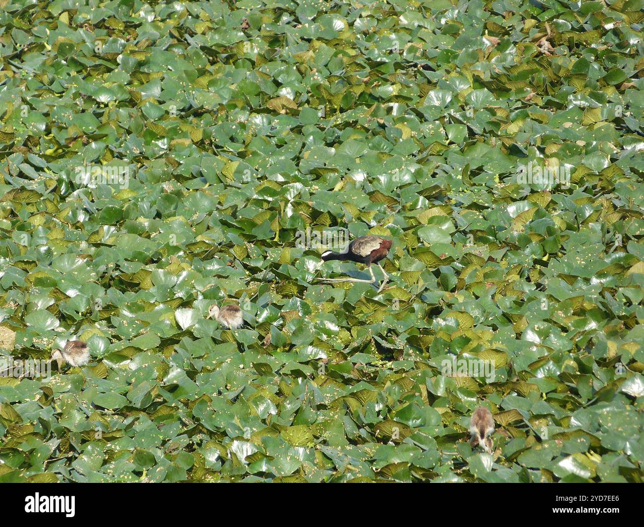 Bronze-winged Jacana (Metopidius indicus Stock Photo - Alamy