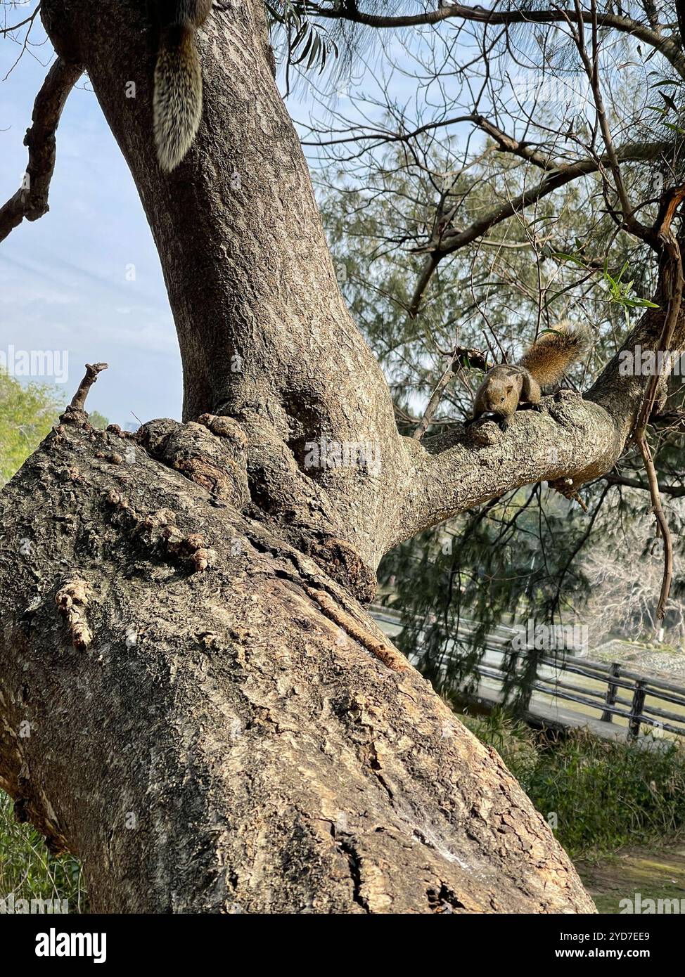 Taiwan Squirrel (Callosciurus erythraeus thaiwanensis Stock Photo - Alamy