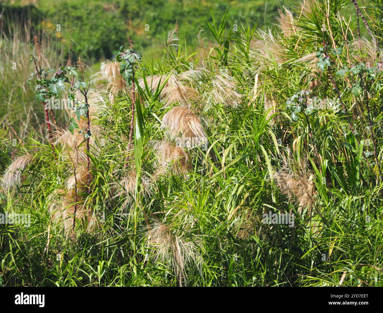 Tall Reed (Phragmites karka Stock Photo - Alamy