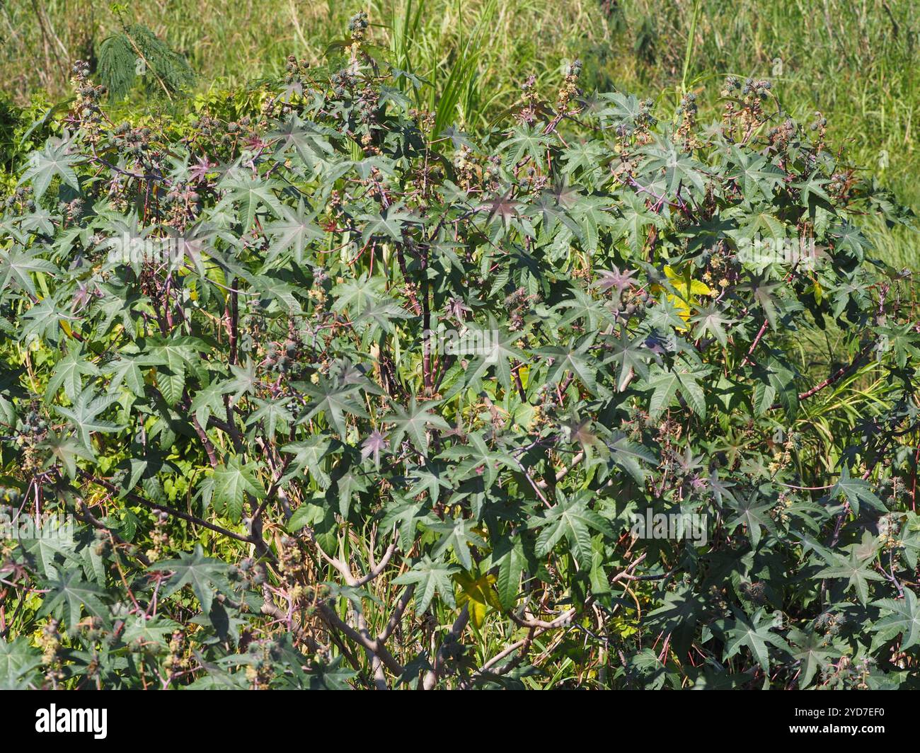 castor bean (Ricinus communis Stock Photo - Alamy