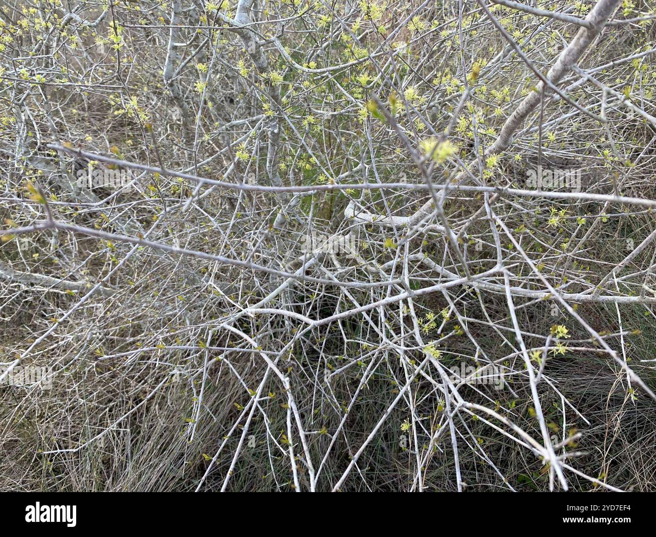 Florida swampprivet (Forestiera segregata Stock Photo - Alamy