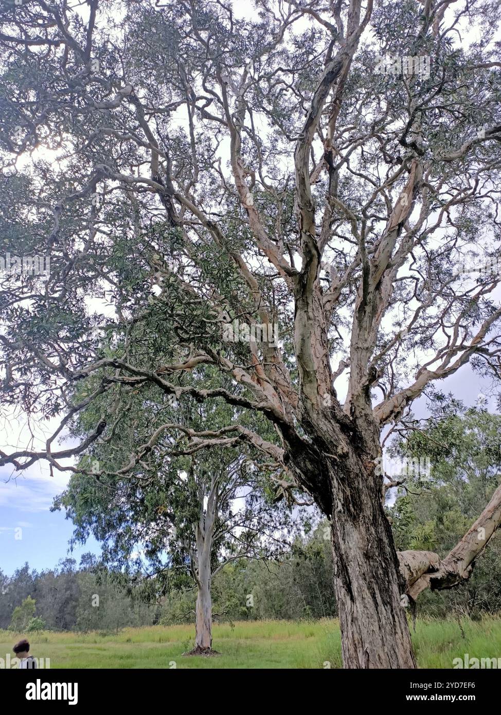 Broad-leaved paperbark (Melaleuca quinquenervia Stock Photo - Alamy
