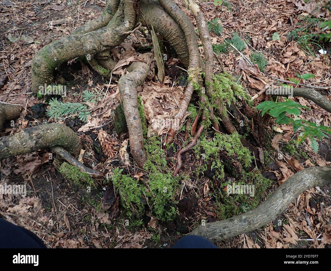 Oregon Beaked Moss (Kindbergia oregana Stock Photo - Alamy