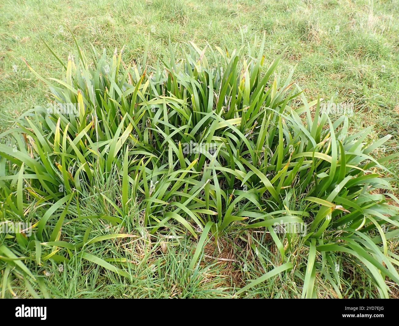 Stinking iris (Iris foetidissima Stock Photo - Alamy